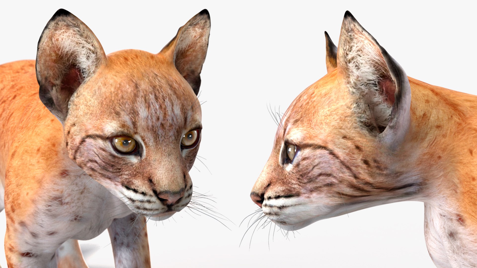 3D Model Lynx Cub In Walking Pose - TurboSquid 2359093