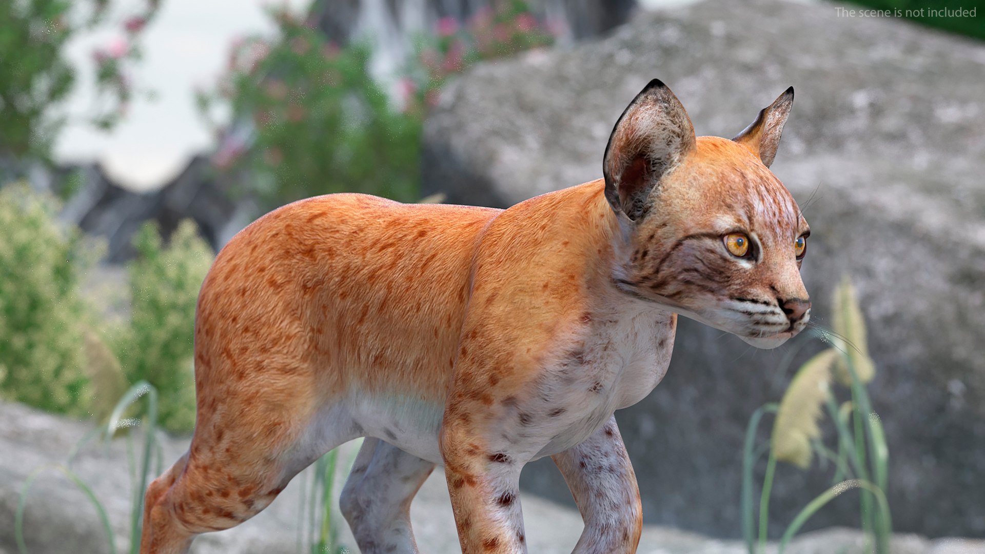 3D Model Lynx Cub In Walking Pose - TurboSquid 2359093