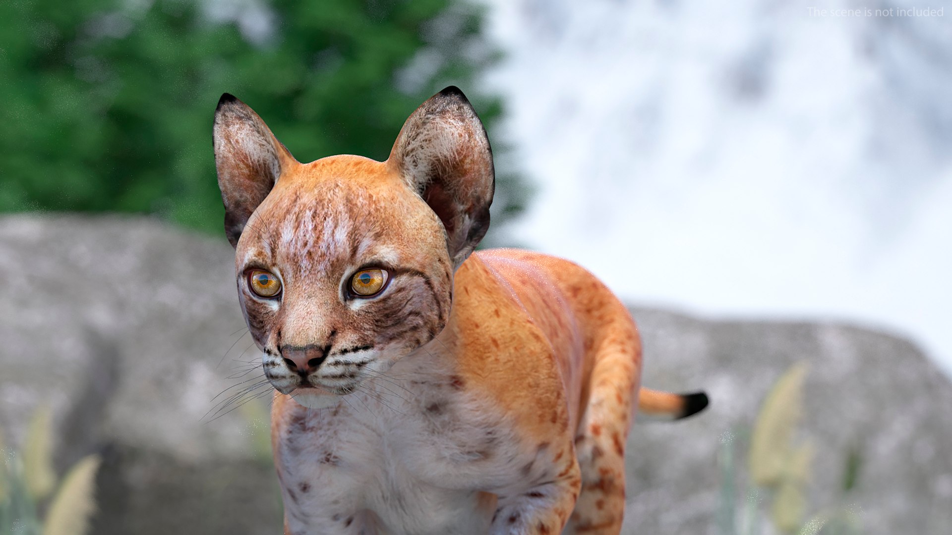 3D Model Lynx Cub In Walking Pose - TurboSquid 2359093