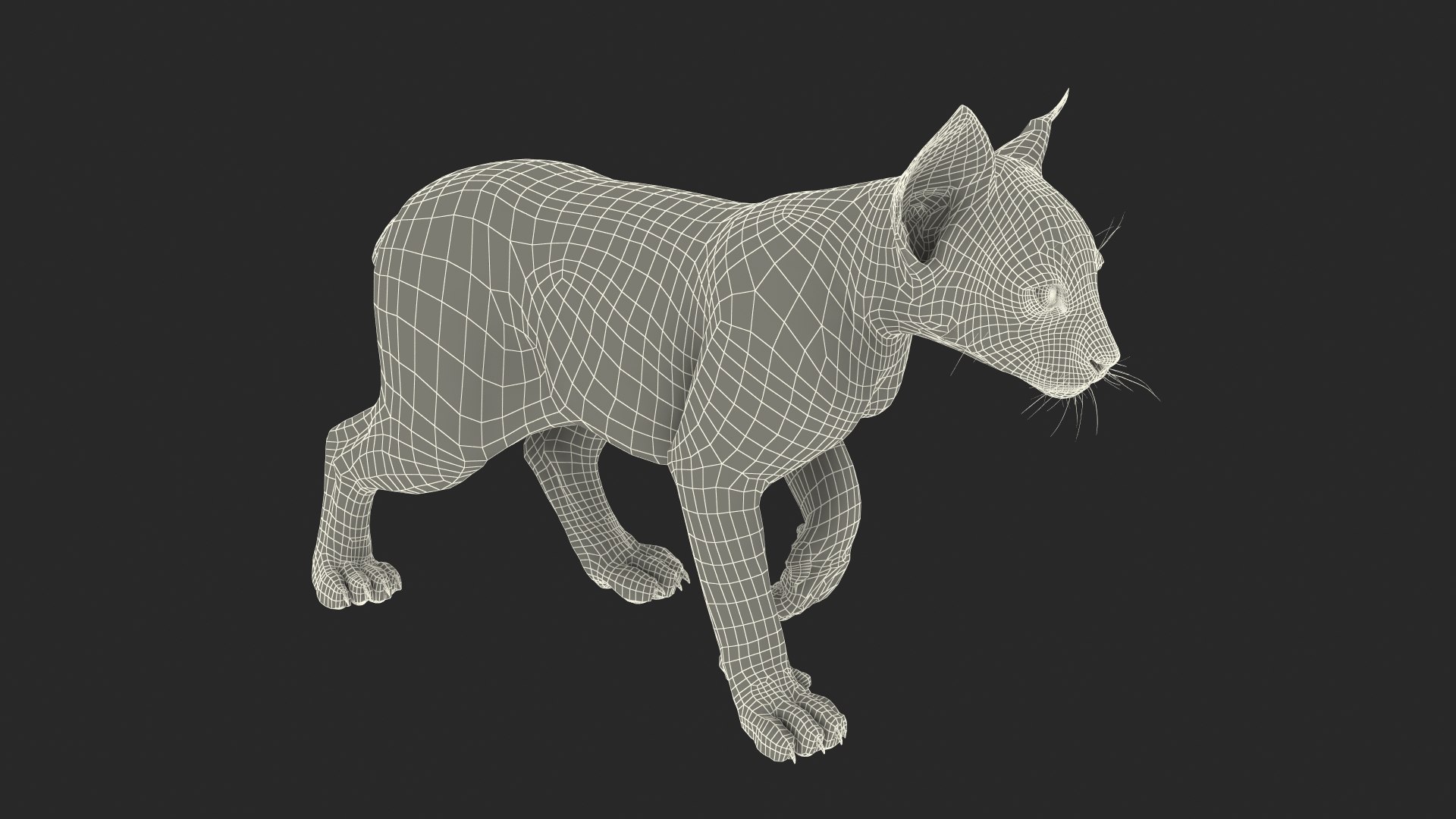 3D Model Lynx Cub In Walking Pose - TurboSquid 2359093