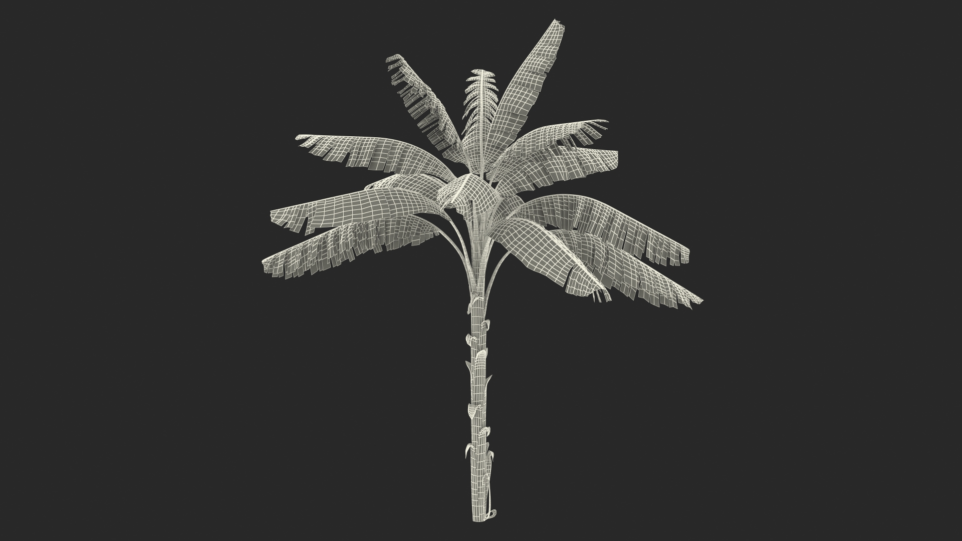 Tall Banana Tree 3D Model - TurboSquid 1581069