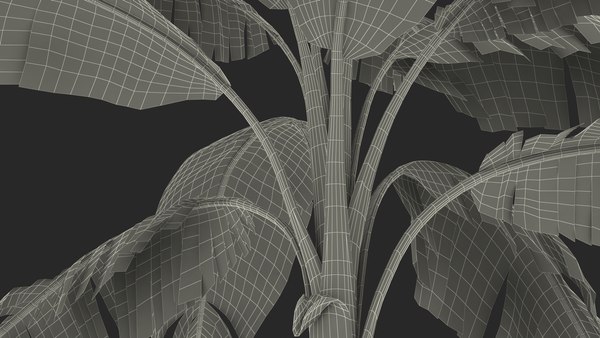 Tall banana tree 3D model - TurboSquid 1581069