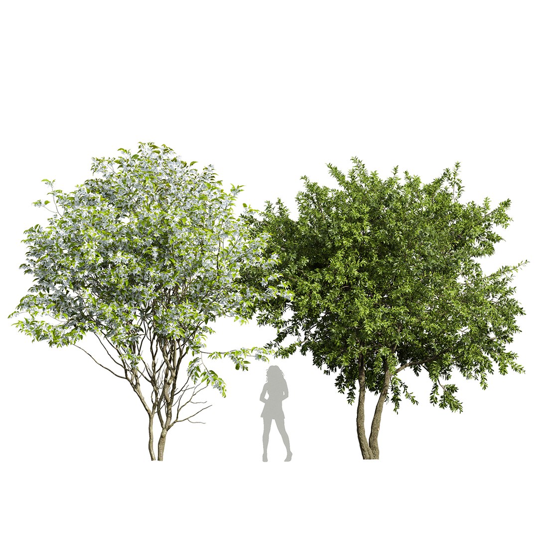 Water Gum And Amelanchier Lamarckii 3D Model - TurboSquid 2202729