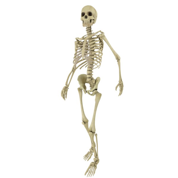 Free 3D Skeleton Models | TurboSquid