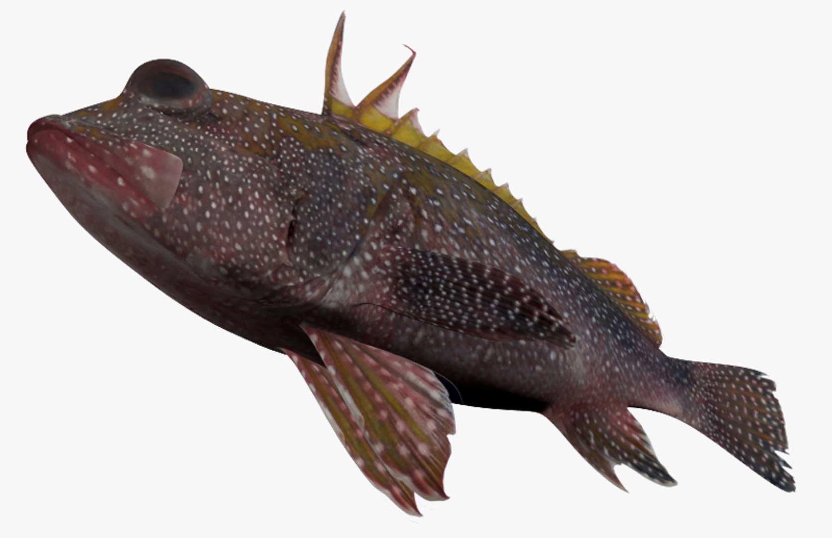 3d spotback scorpionfish model