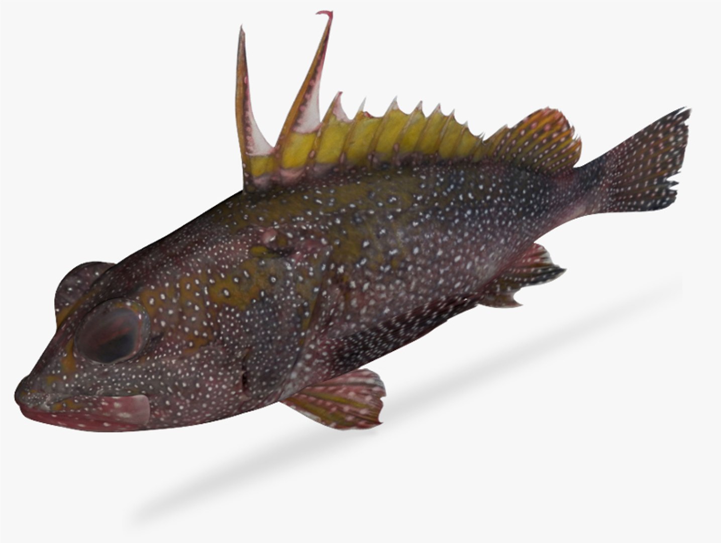 3d spotback scorpionfish model