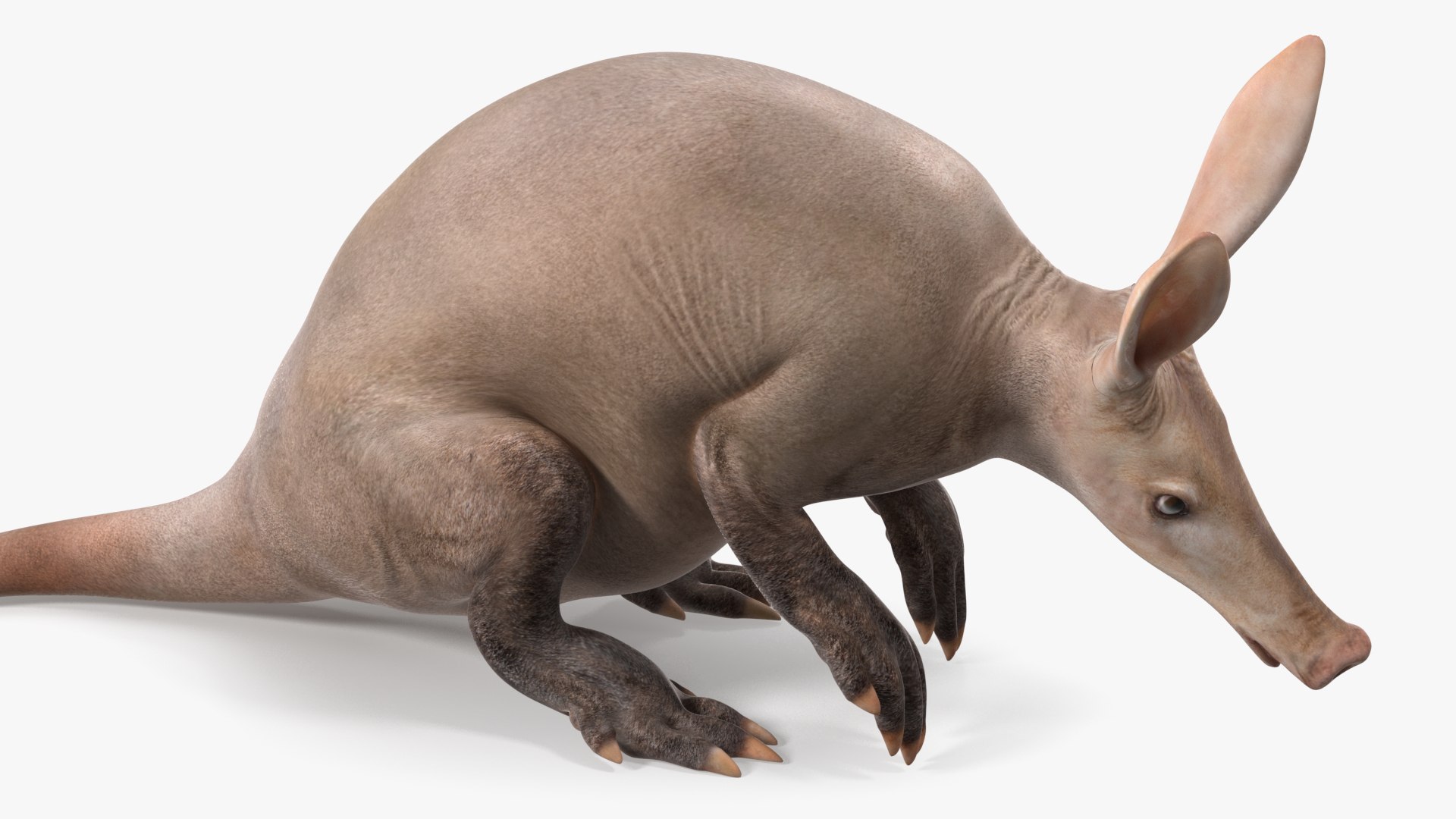 3D Night Mammal Aardvark Sitting Pose - TurboSquid 2180059