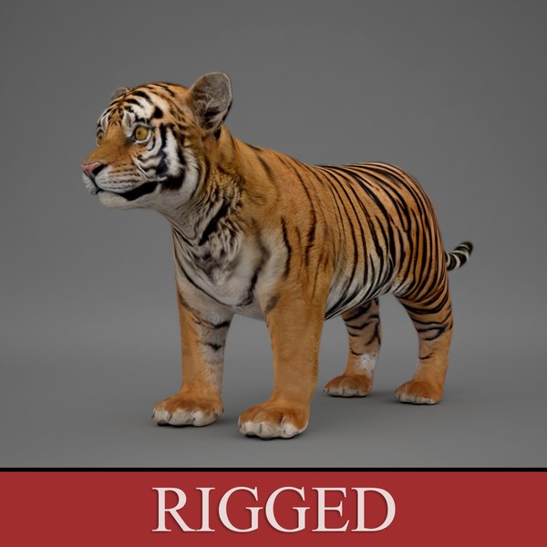 Tiger 3D Models for Download | TurboSquid