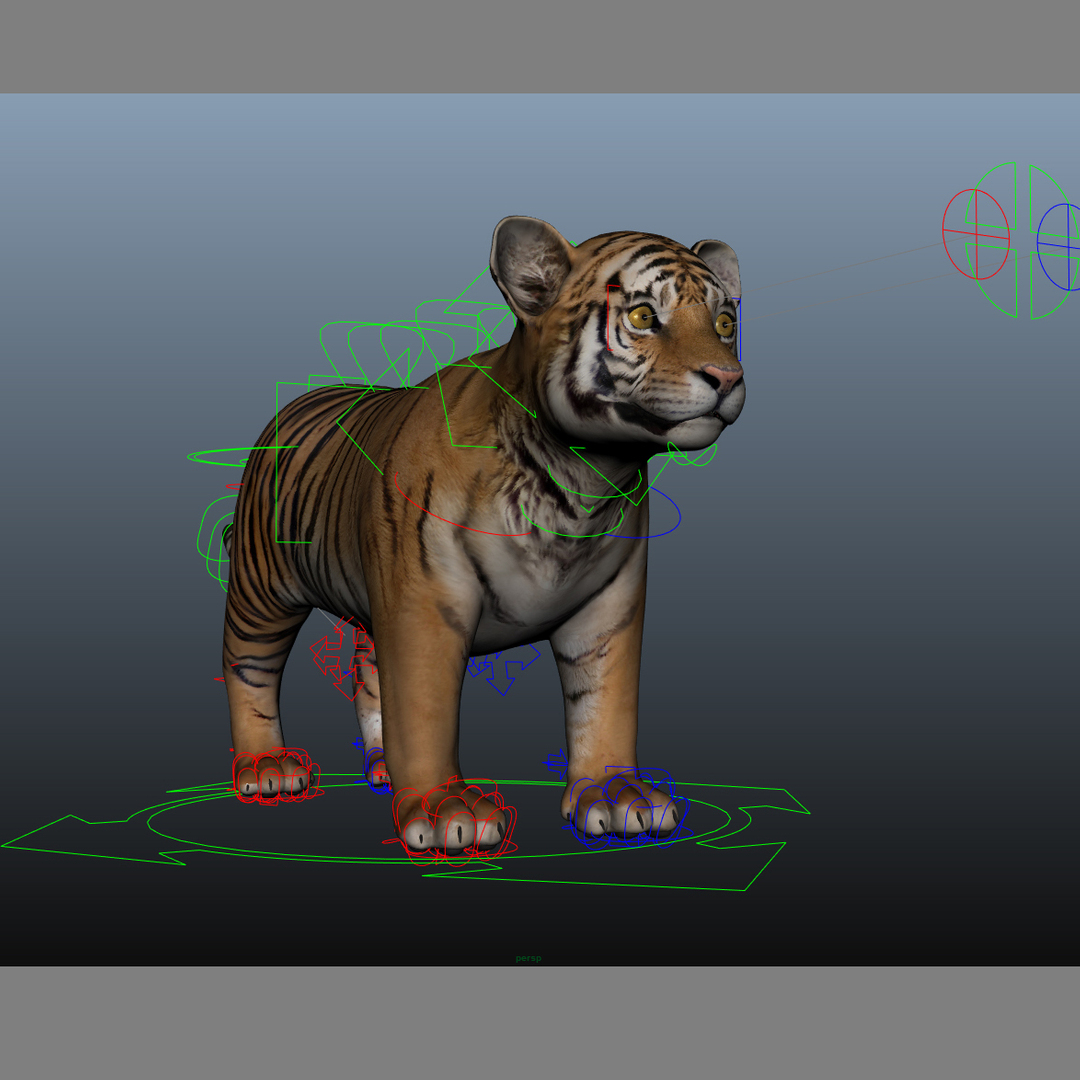 3d rigged baby tiger