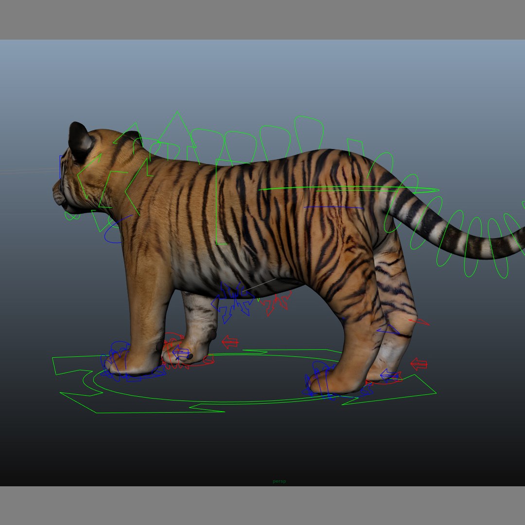 3d rigged baby tiger