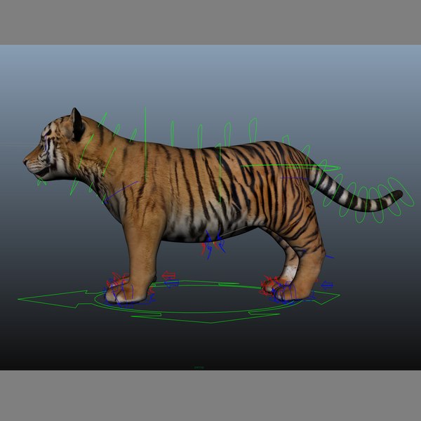 3d rigged baby tiger