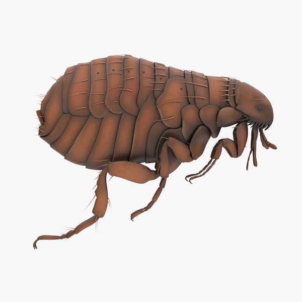 modelo 3d Pulga realista - TurboSquid 2227198