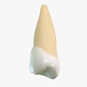 3D Premolar Models - Browse & Download Formats - TurboSquid