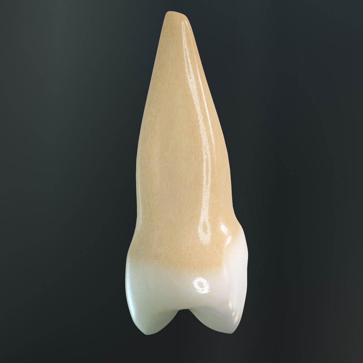 v4 0 5th tooth 3d model