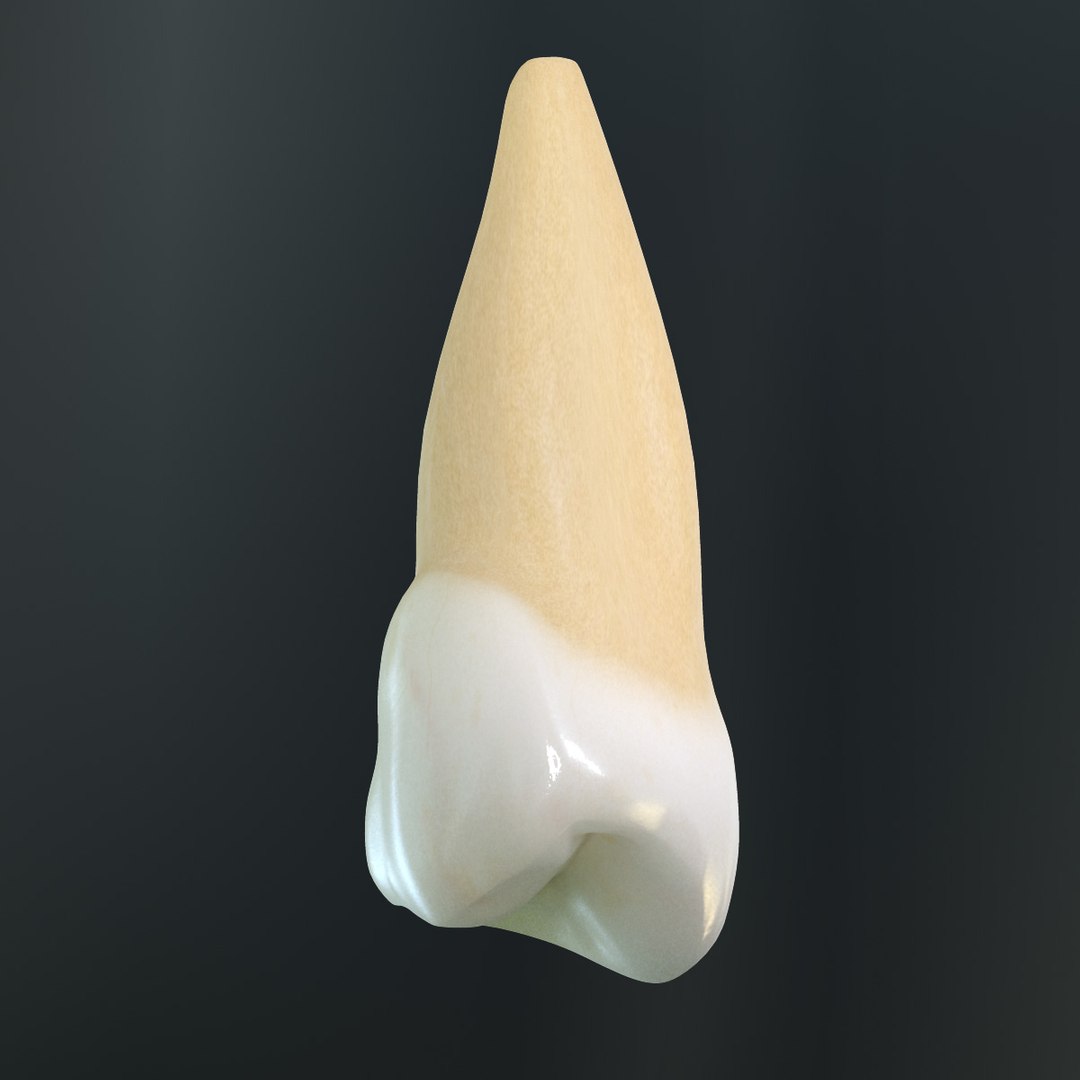 v4 0 5th tooth 3d model