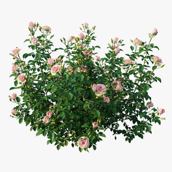 3D Rose plant set 52 - TurboSquid 1728178