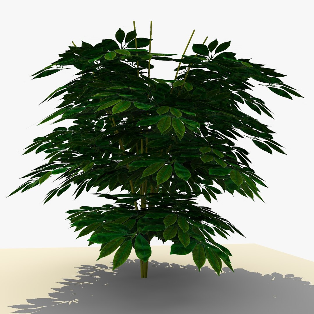 Maya Plant Bush