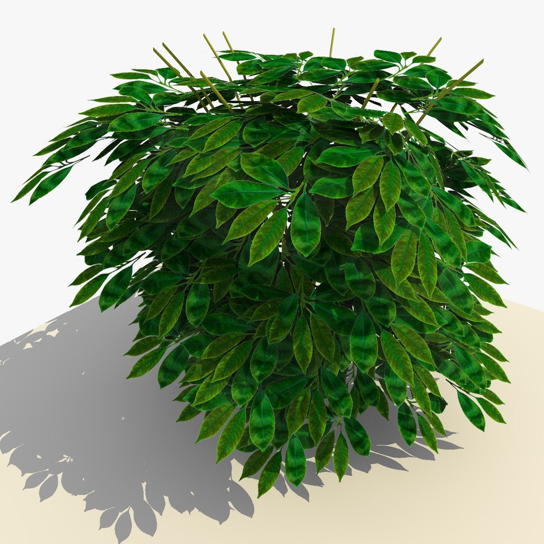 Maya Plant Bush