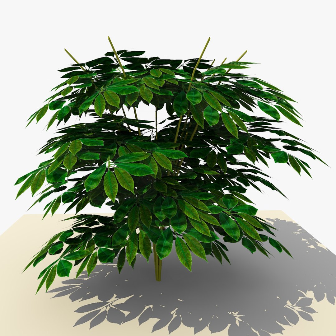 Maya Plant Bush