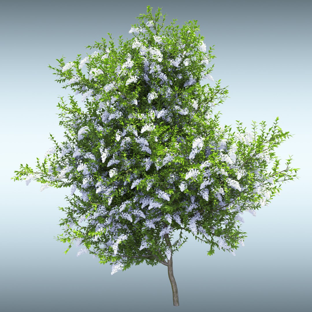 Tree Leaves 3d Max