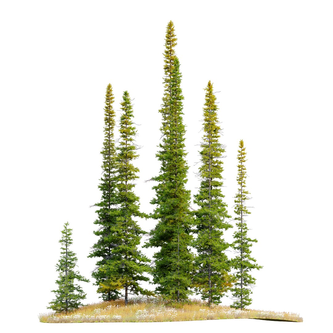 3D model Fir tree 04 - TurboSquid 1958786
