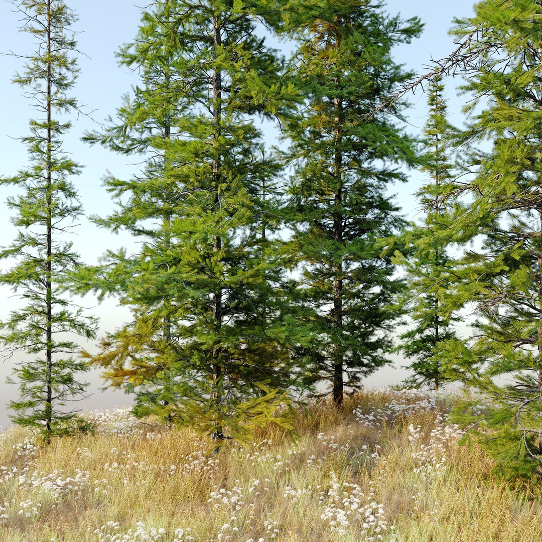 3D model Fir tree 04 - TurboSquid 1958786