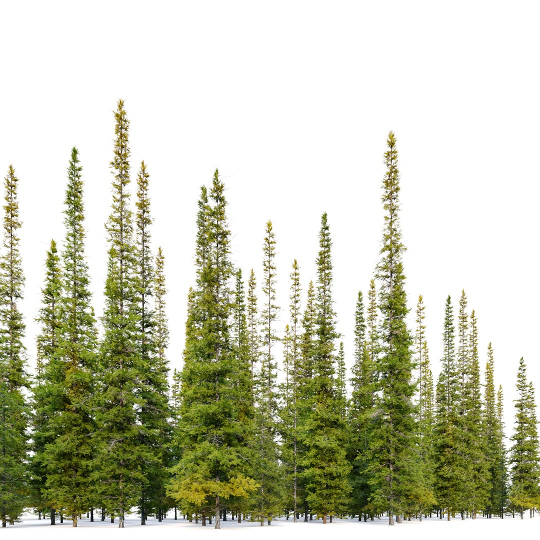 3D model Fir tree 04 - TurboSquid 1958786