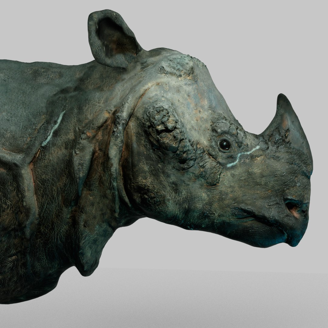 Rhino Head 3d Model