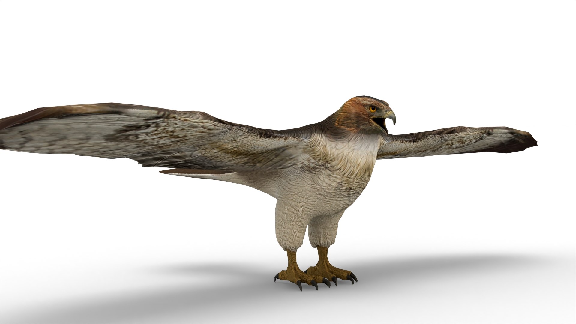 Sparrow Hawk 3D Model - TurboSquid 2296124