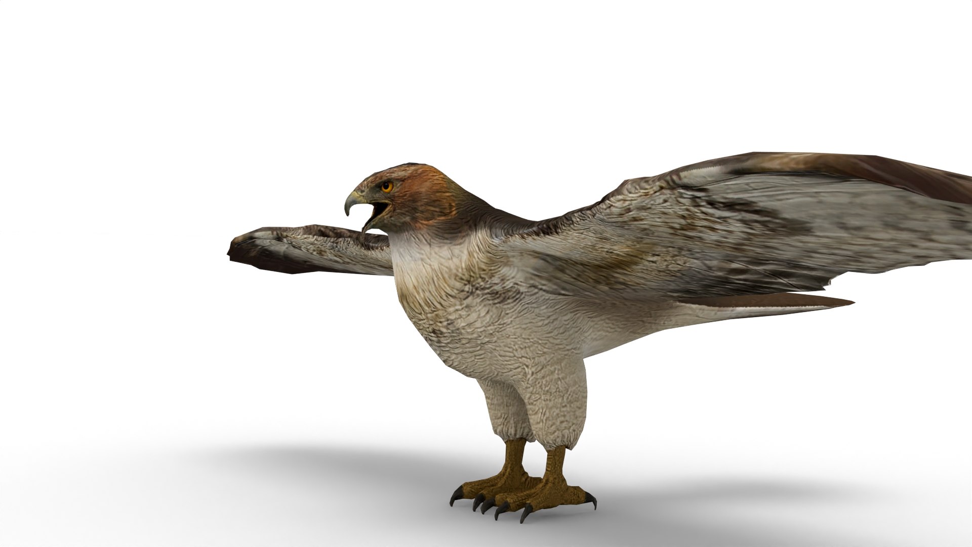 Sparrow Hawk 3D Model - TurboSquid 2296124