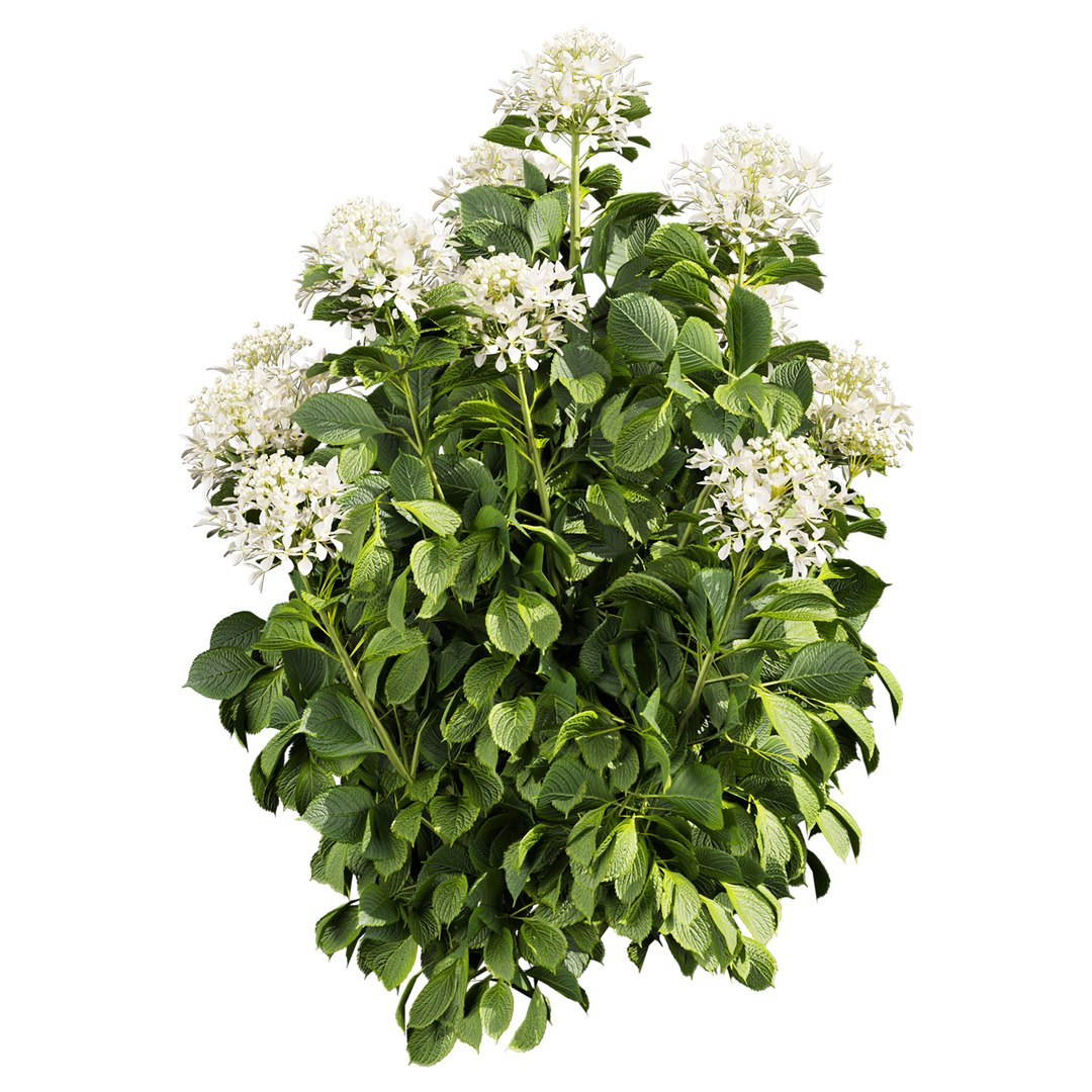 Collection Plant Vol 570 - Shurb - Hydrangea - Great - Star - 3Ds Max ...