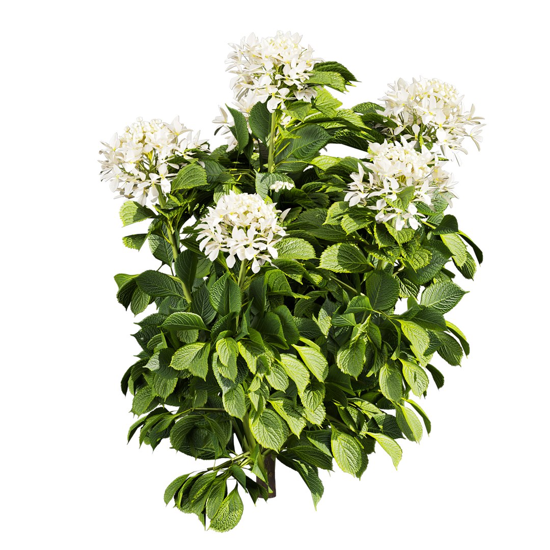 Collection Plant Vol 570 - Shurb - Hydrangea - Great - Star - 3Ds Max ...