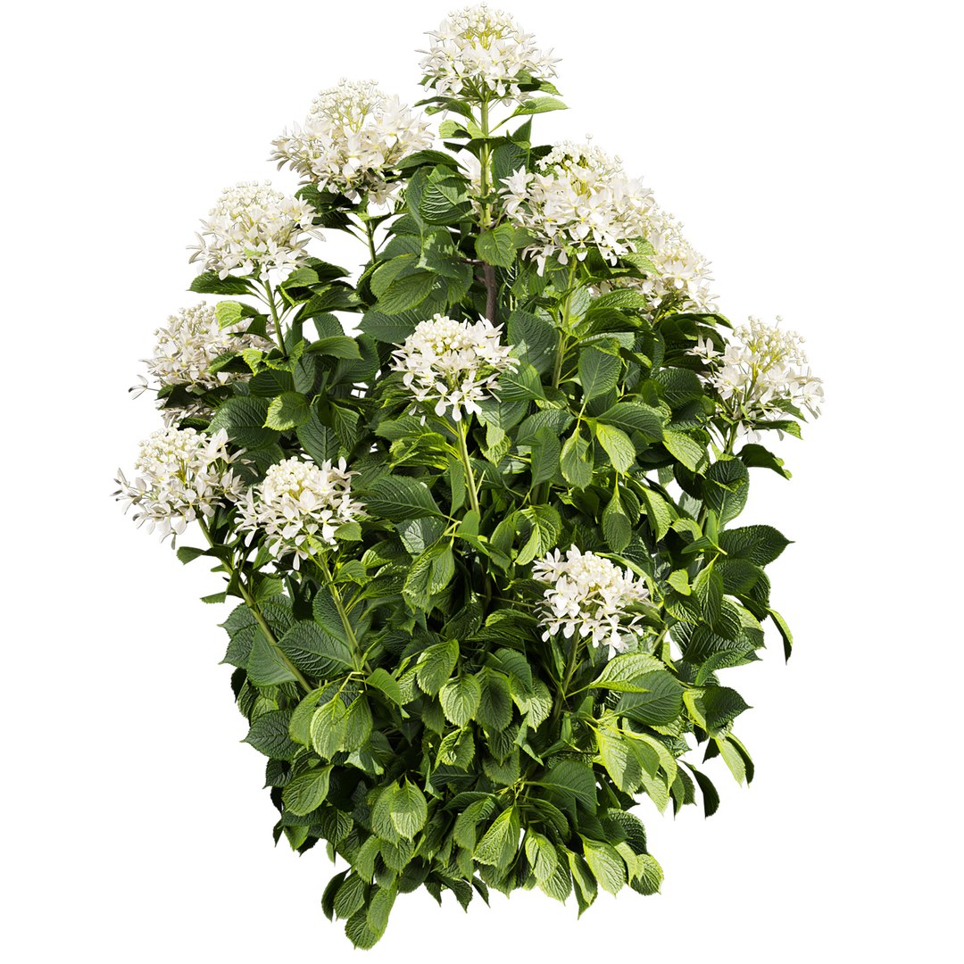 Collection Plant Vol 570 - Shurb - Hydrangea - Great - Star - 3Ds Max ...