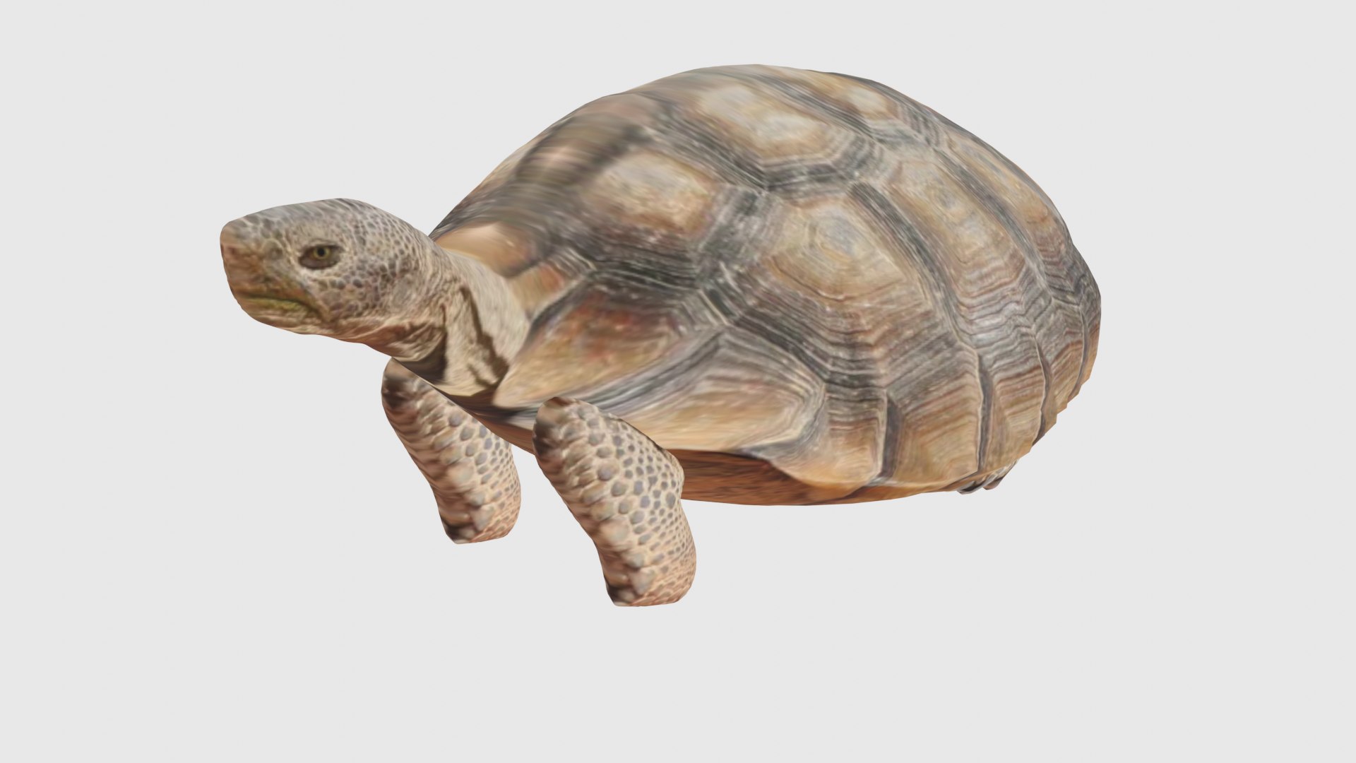 Low Poly Tortoise Rigged With Realistic Texture 3D - TurboSquid 1876198