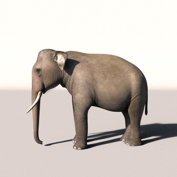 Elephant 3D Models for Download | TurboSquid