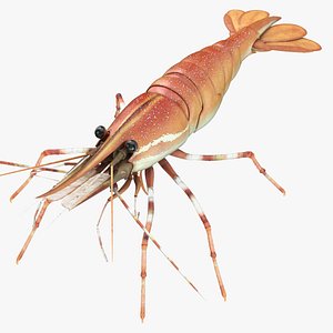 3D Shrimp Models | TurboSquid