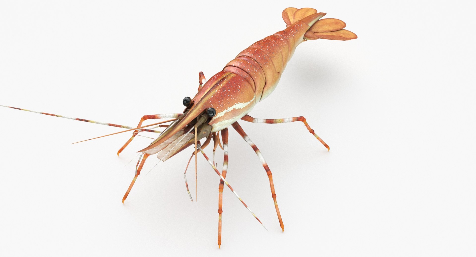 Prawn 3D Model - TurboSquid 2271731