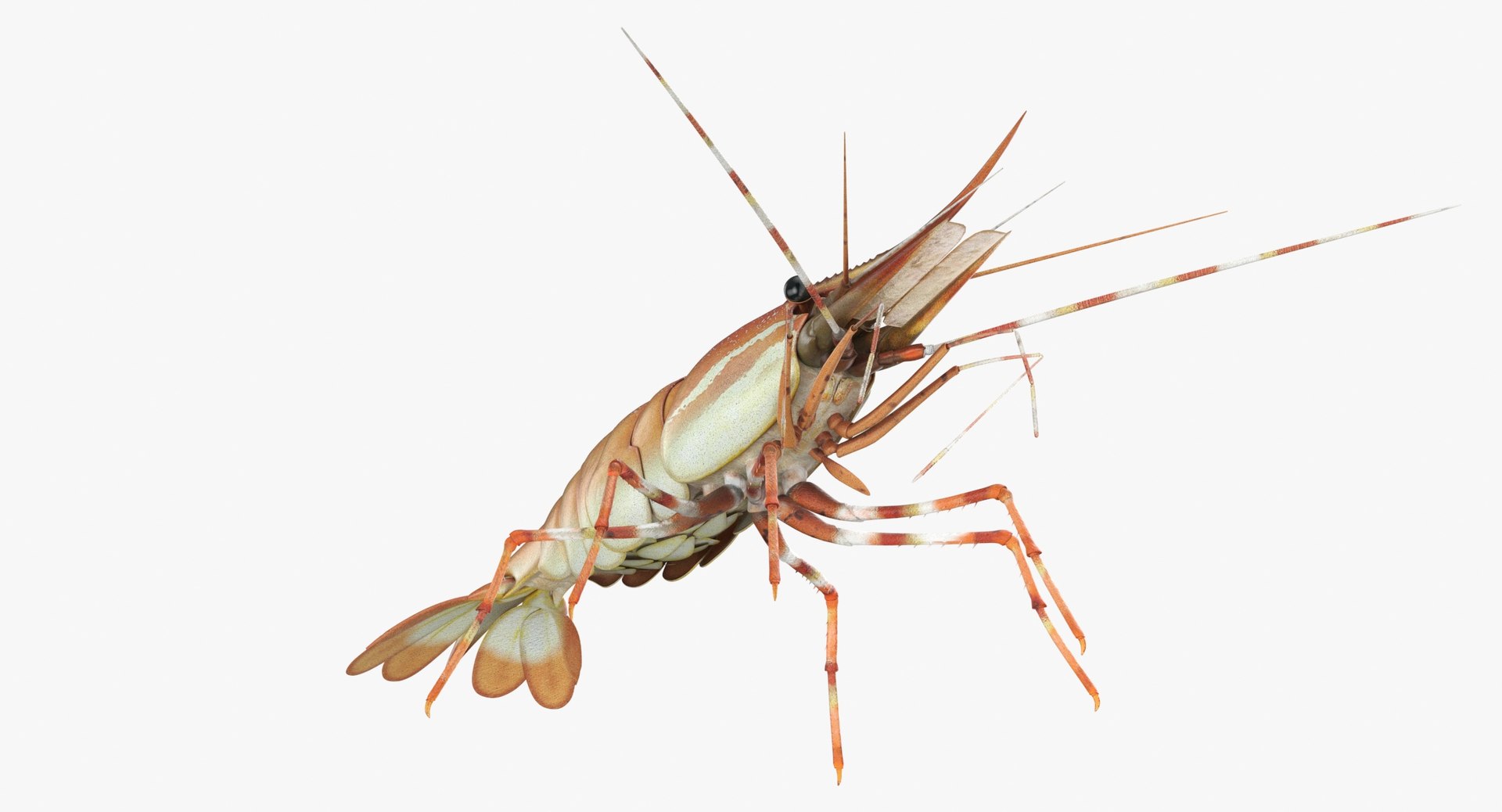 Prawn 3D Model - TurboSquid 2271731