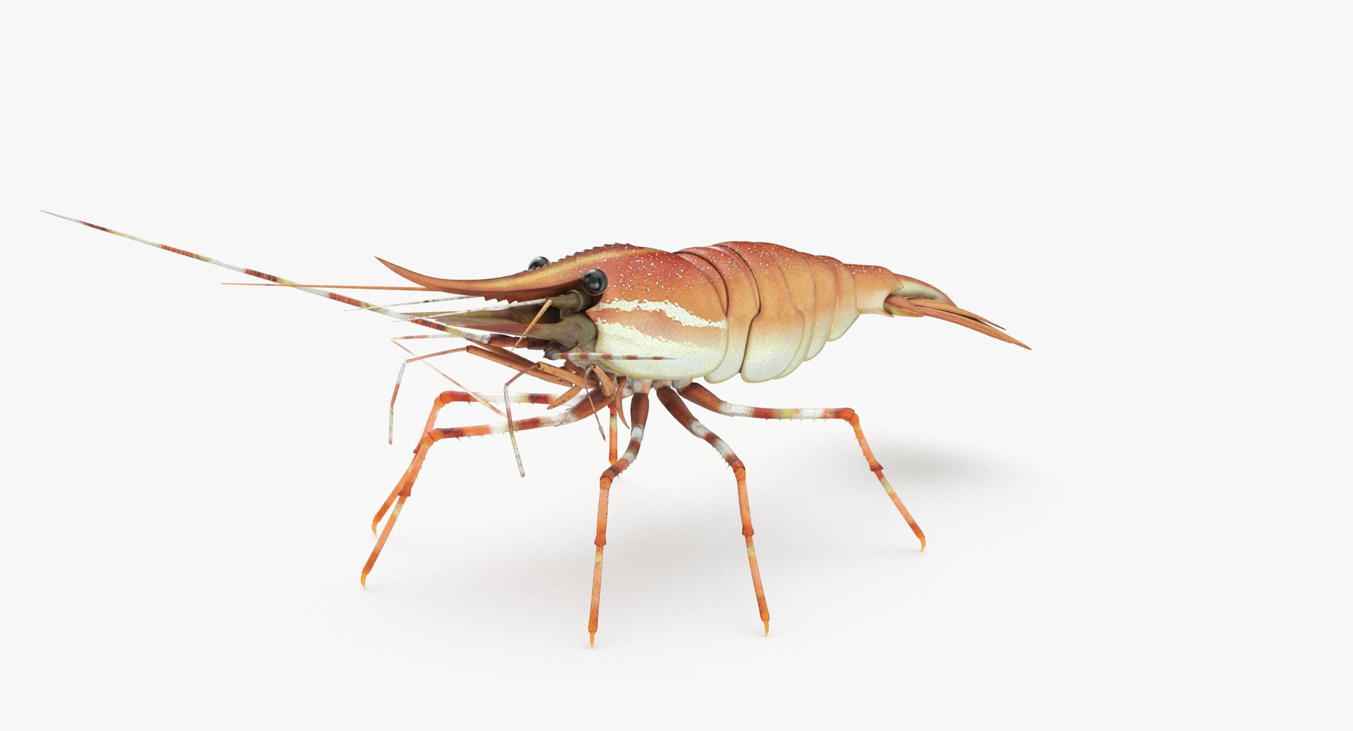Prawn 3D Model - TurboSquid 2271731