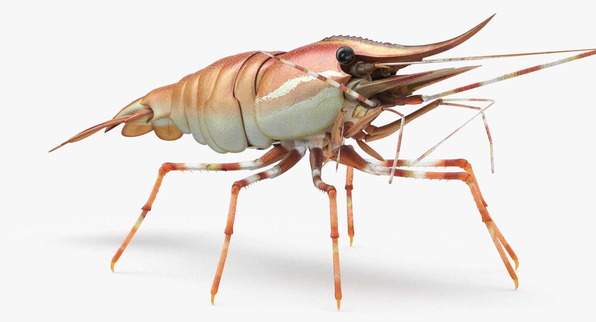 Prawn 3D Model - TurboSquid 2271731