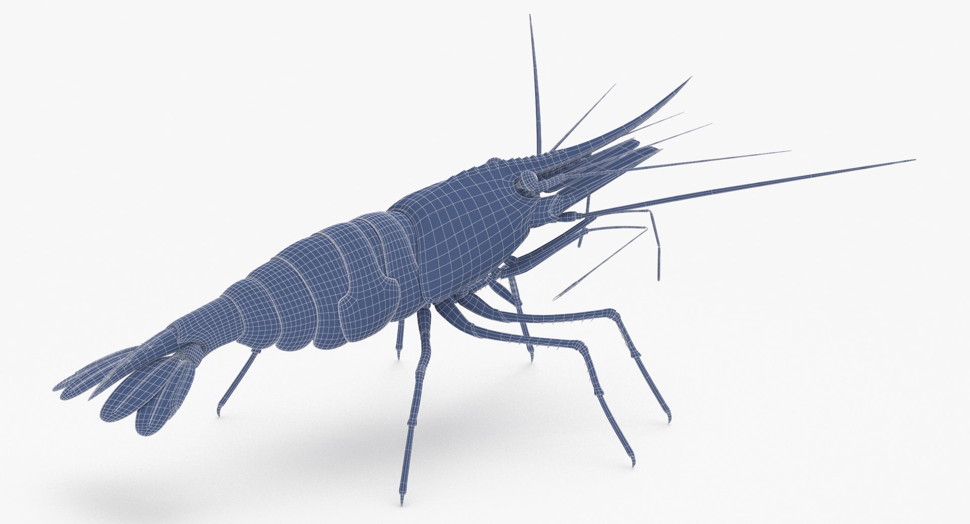 Prawn 3D Model - TurboSquid 2271731