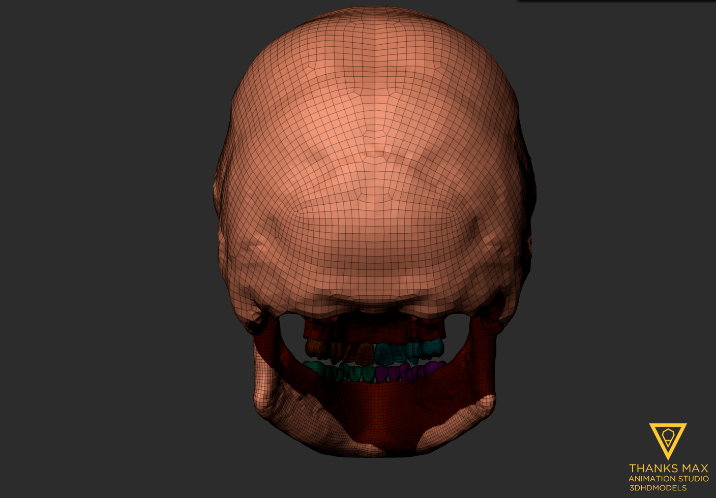 3D модель 3d модель Человеческий череп Европейская женщина - TurboSquid ...