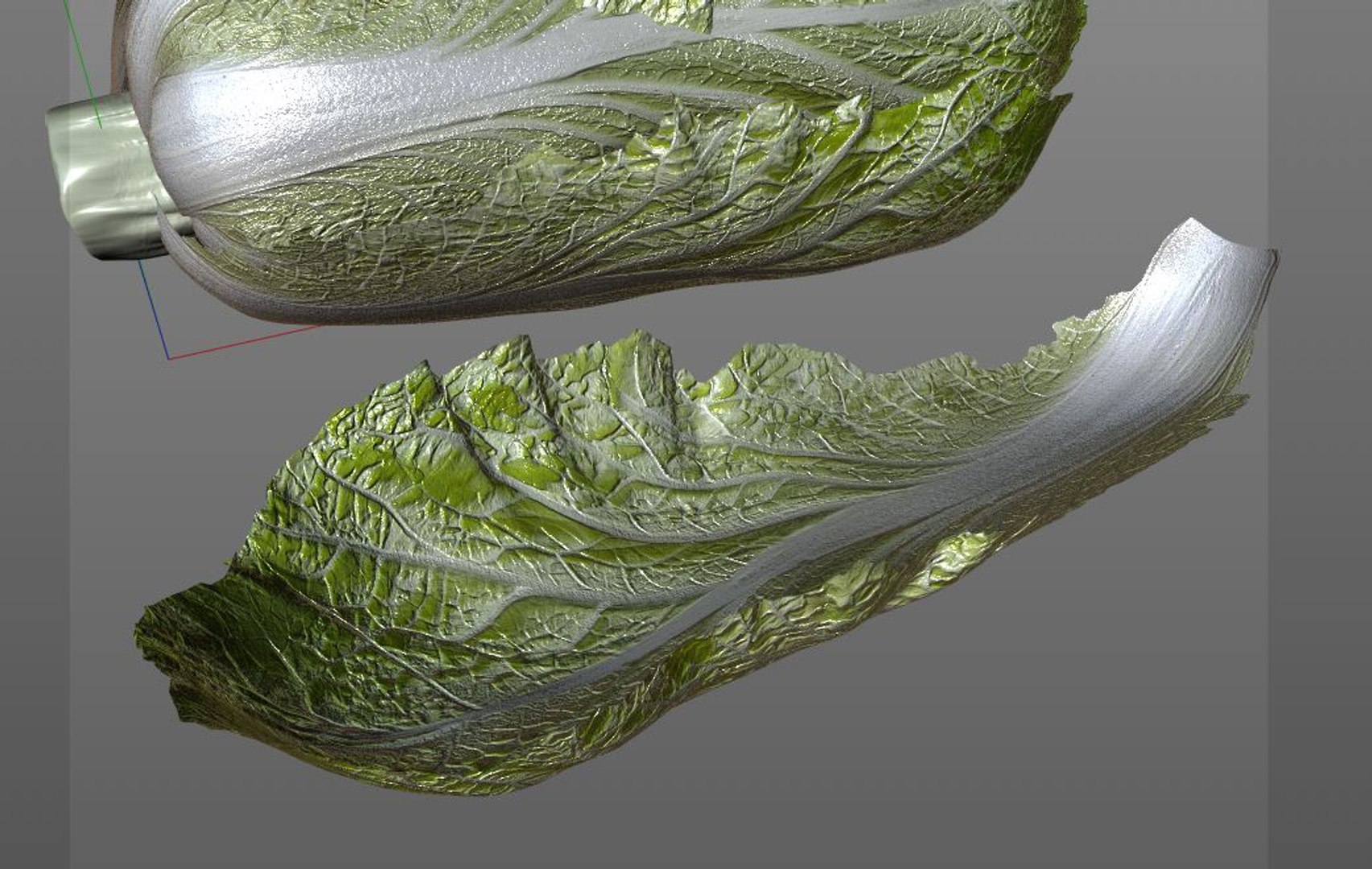 Cabbage Model - TurboSquid 1544537