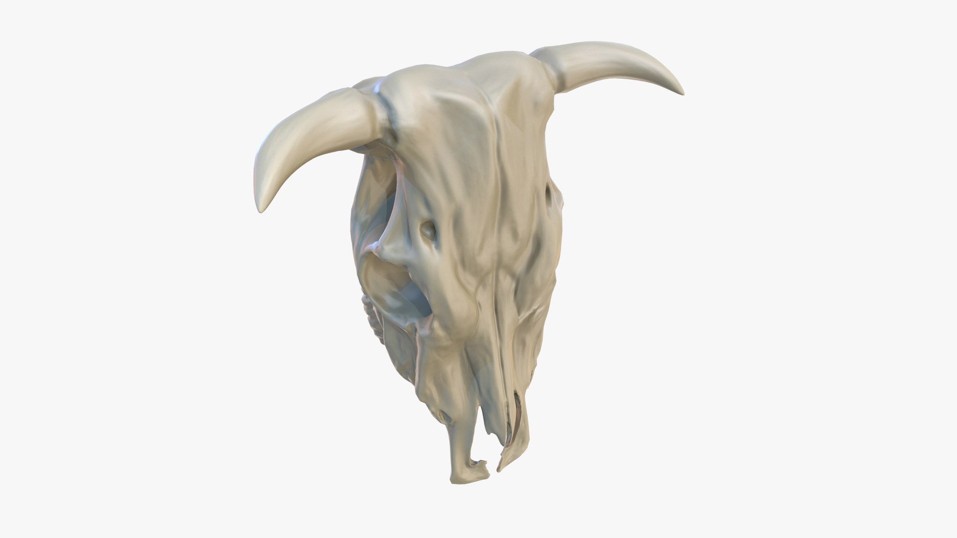 3D Cow Skull 3d Model - TurboSquid 2179818