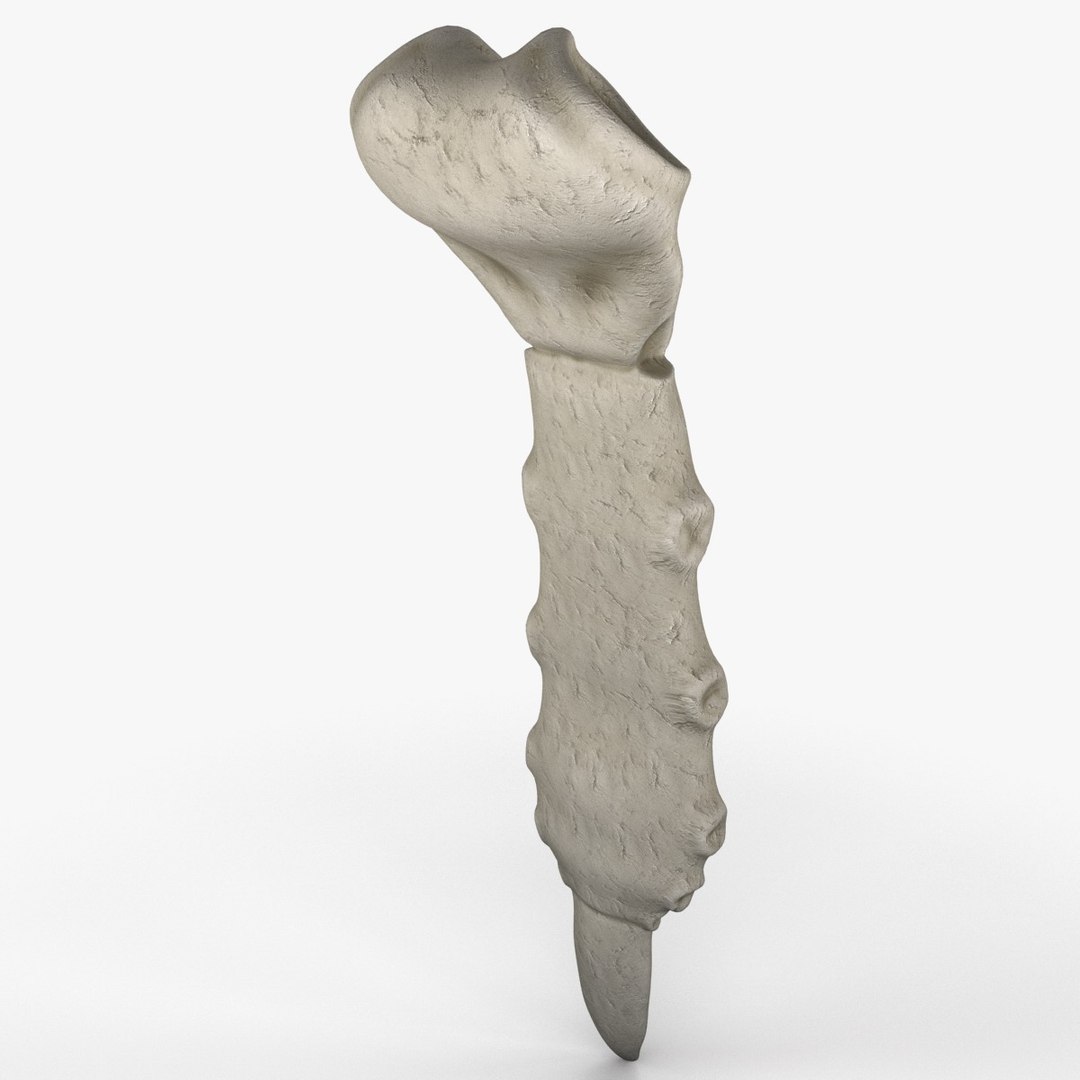 Sternum Bone 3d Model