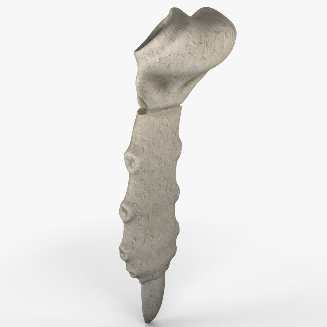 Sternum Bone 3d Model