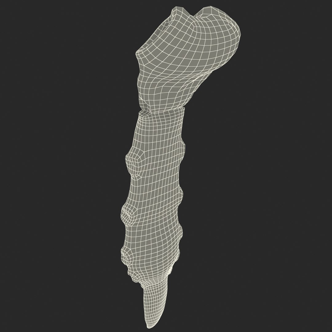 sternum bone 3d model