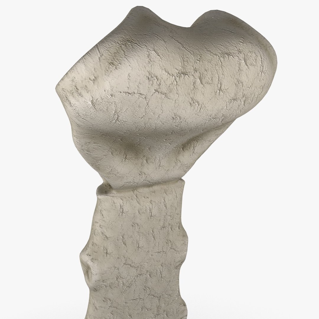 Sternum Bone 3d Model