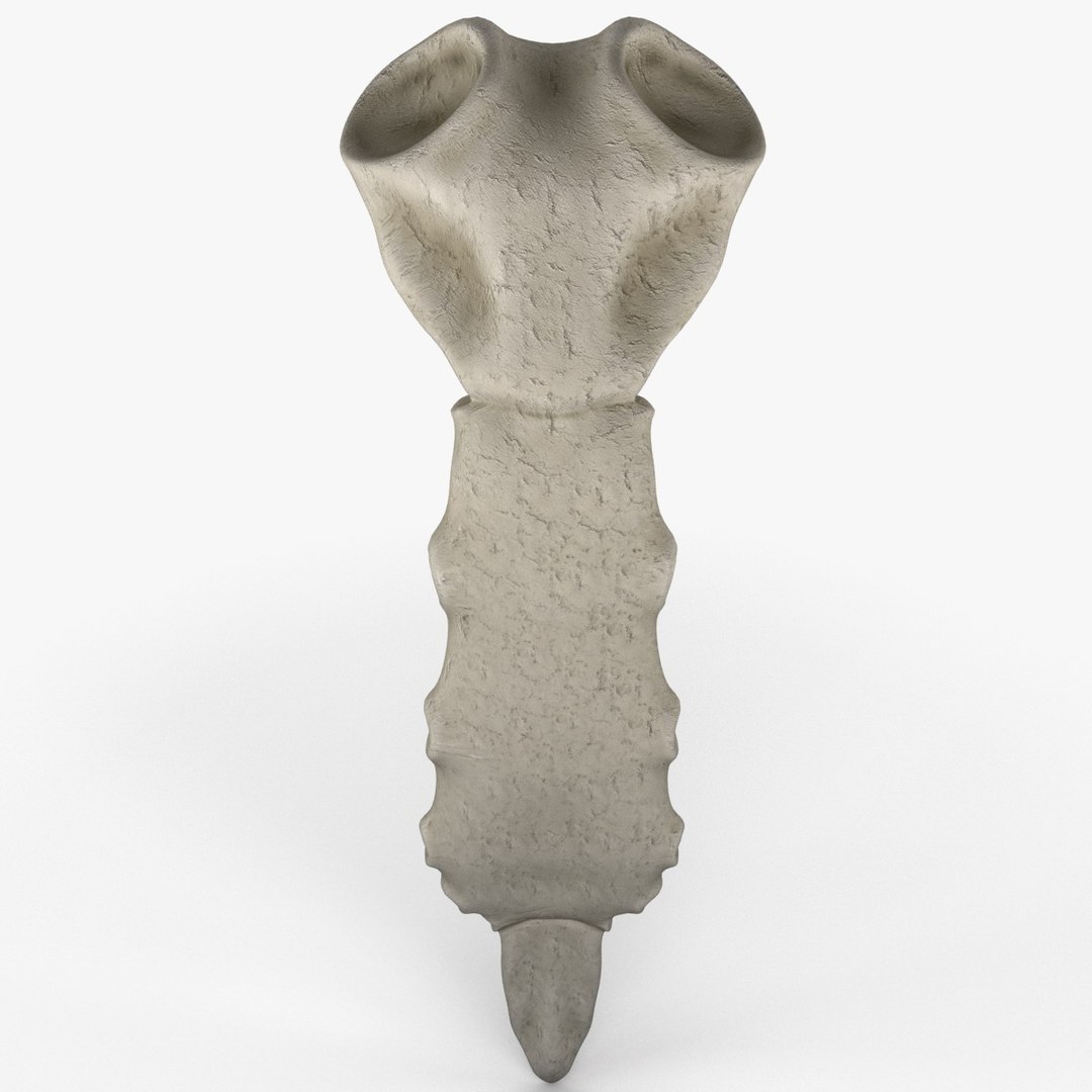 Sternum Bone 3d Model