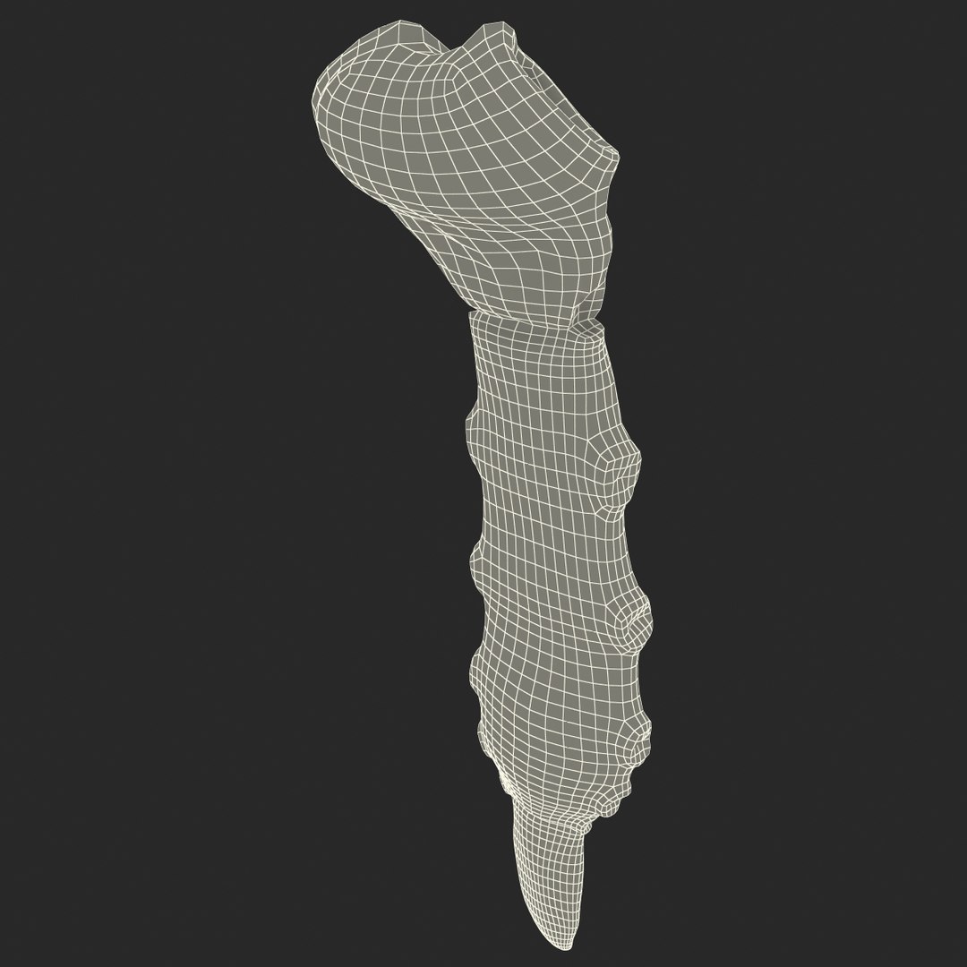 Sternum Bone 3d Model